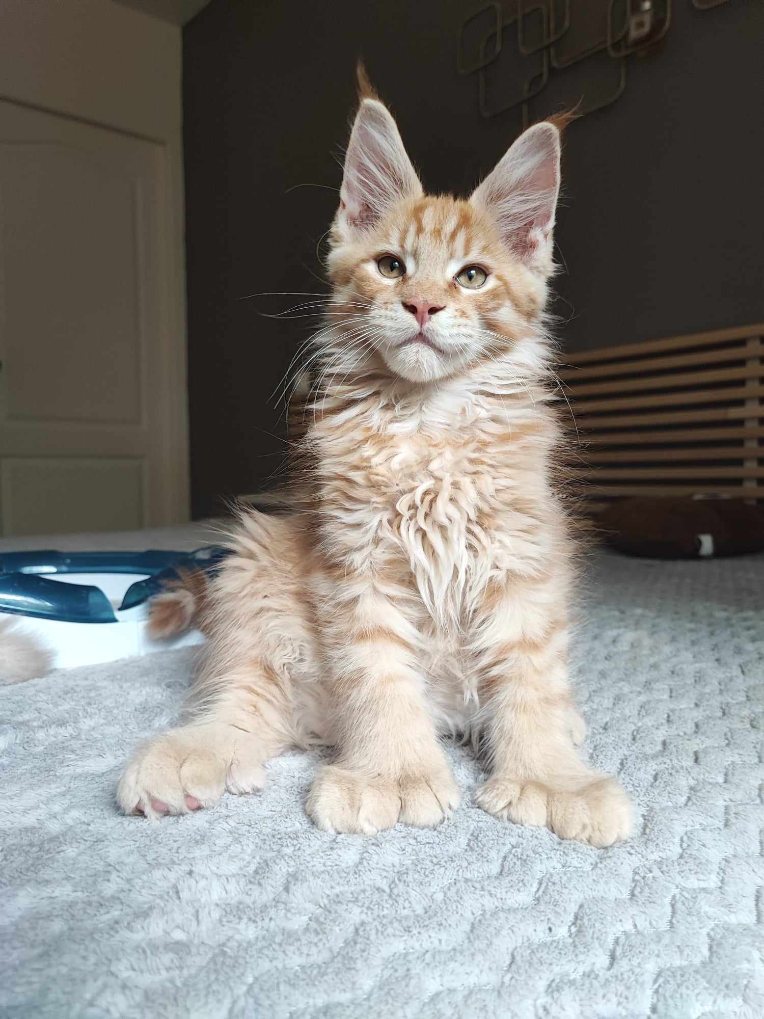 Maine Coon Polydactyl - what is it?